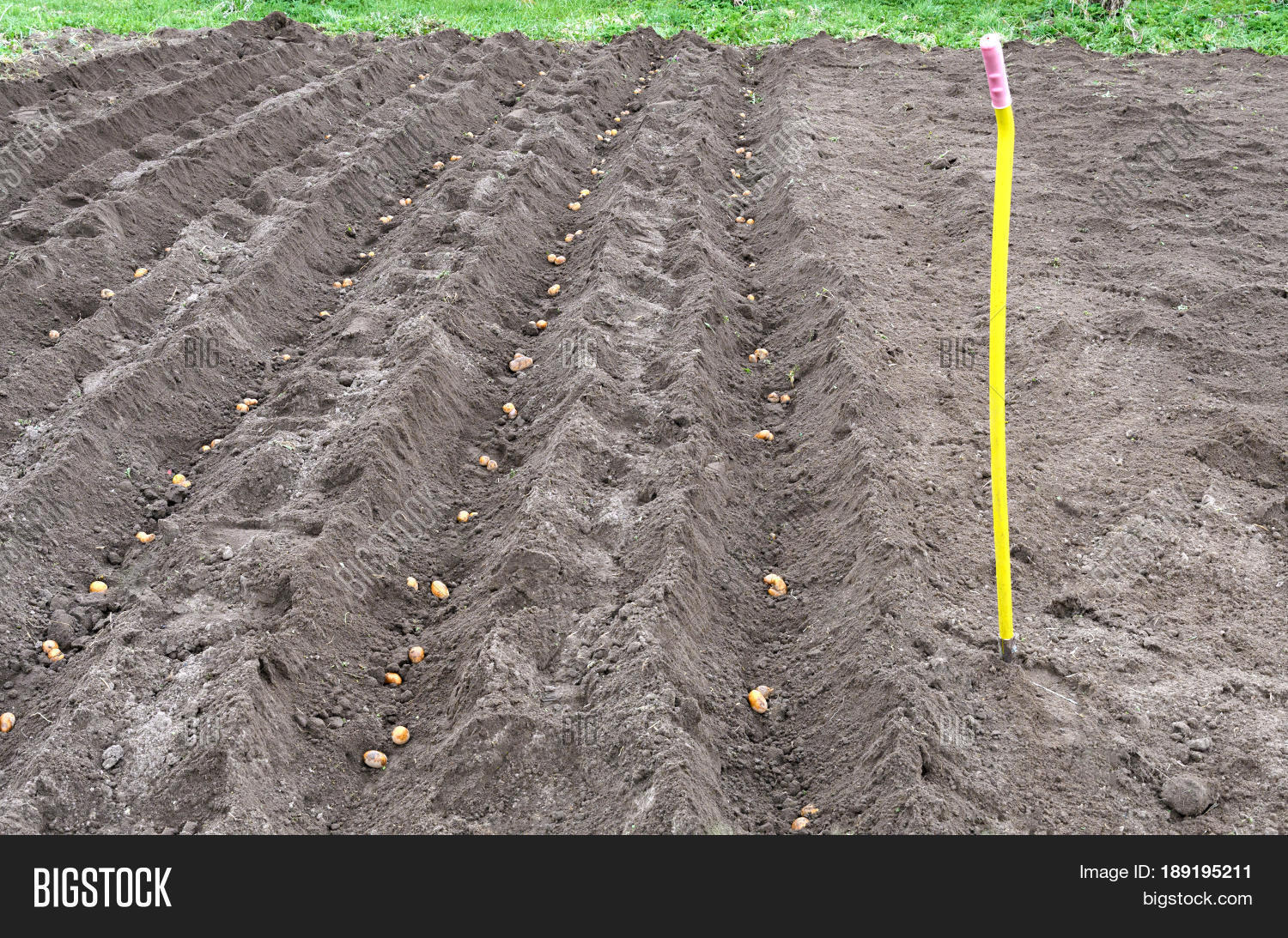 Dug Field Which Plant Image & Photo (Free Trial) | Bigstock
