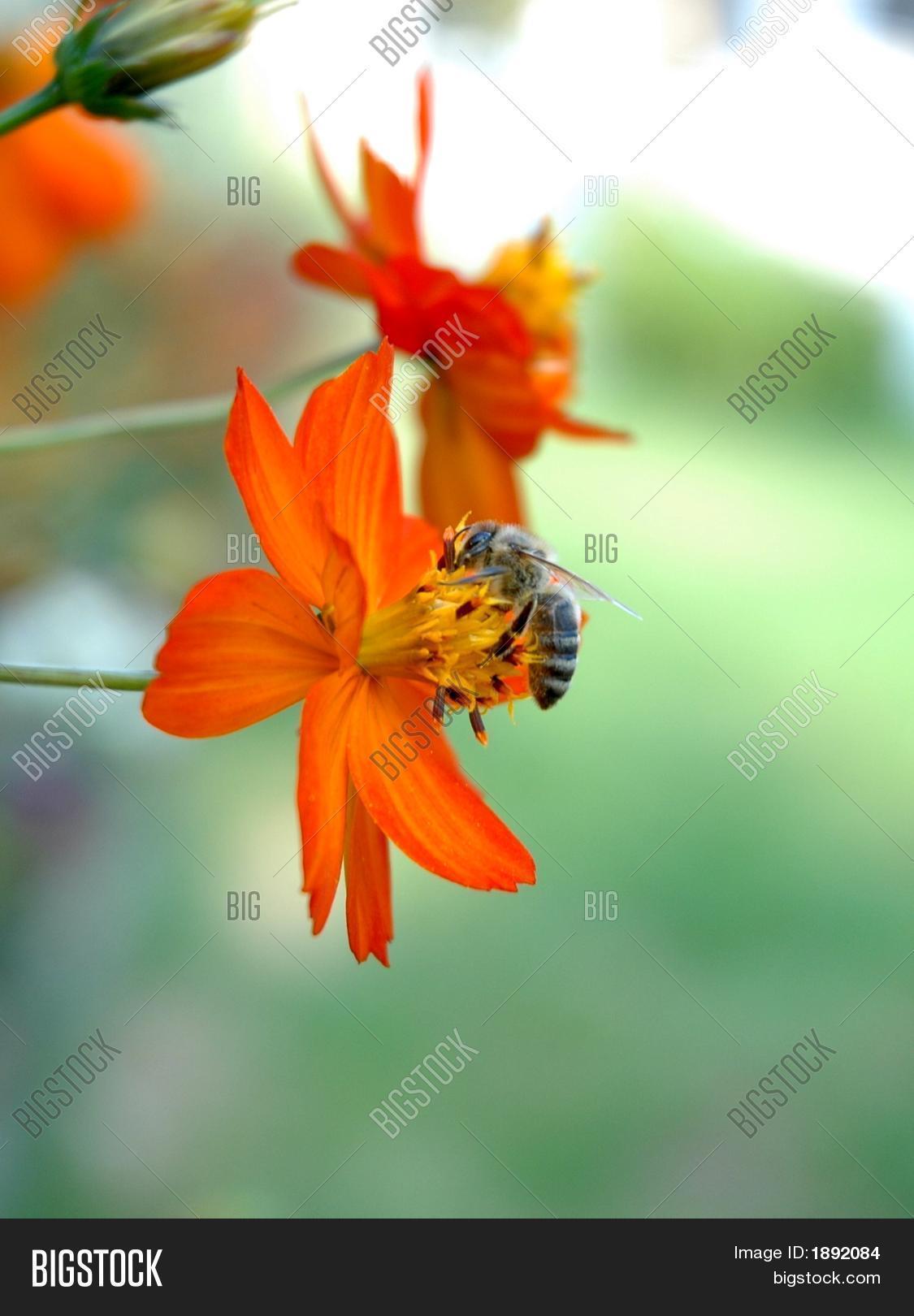 Bee Pollinate Flower Image & Photo (Free Trial) | Bigstock