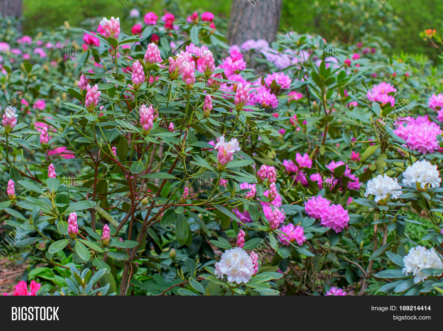 Blooming Rhododendron Image & Photo (Free Trial) | Bigstock