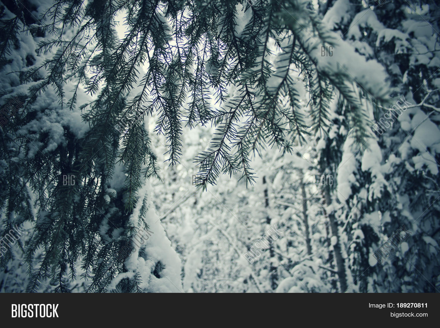 Snow Flakes Covered Image & Photo (Free Trial) | Bigstock