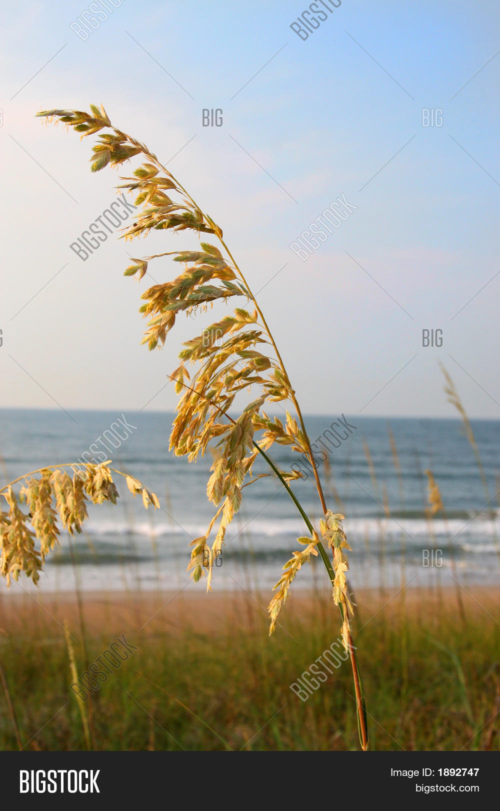 Sea Oats Image & Photo (Free Trial) | Bigstock
