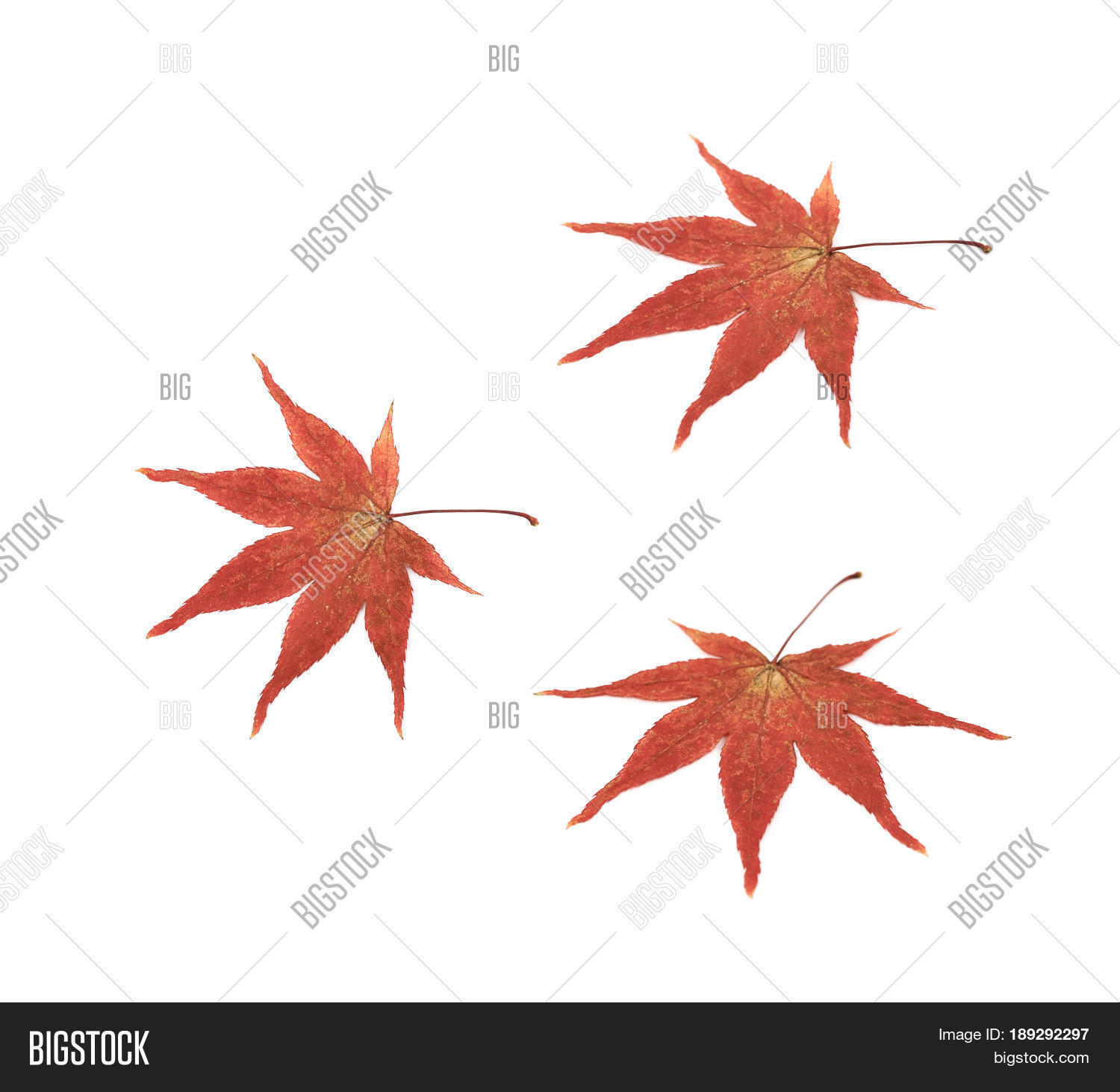 Red Japanese Maple Image & Photo (Free Trial) | Bigstock