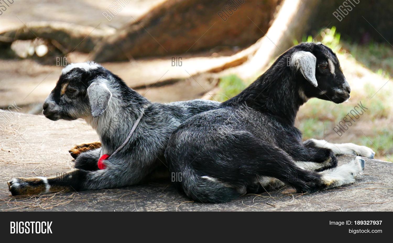 Two Young Goats Lying Image & Photo (Free Trial) | Bigstock