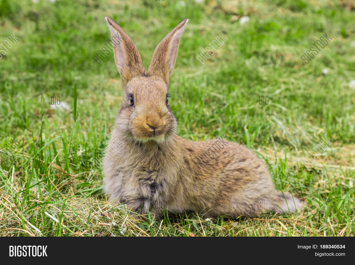 Curious Bunny Image & Photo (Free Trial) | Bigstock