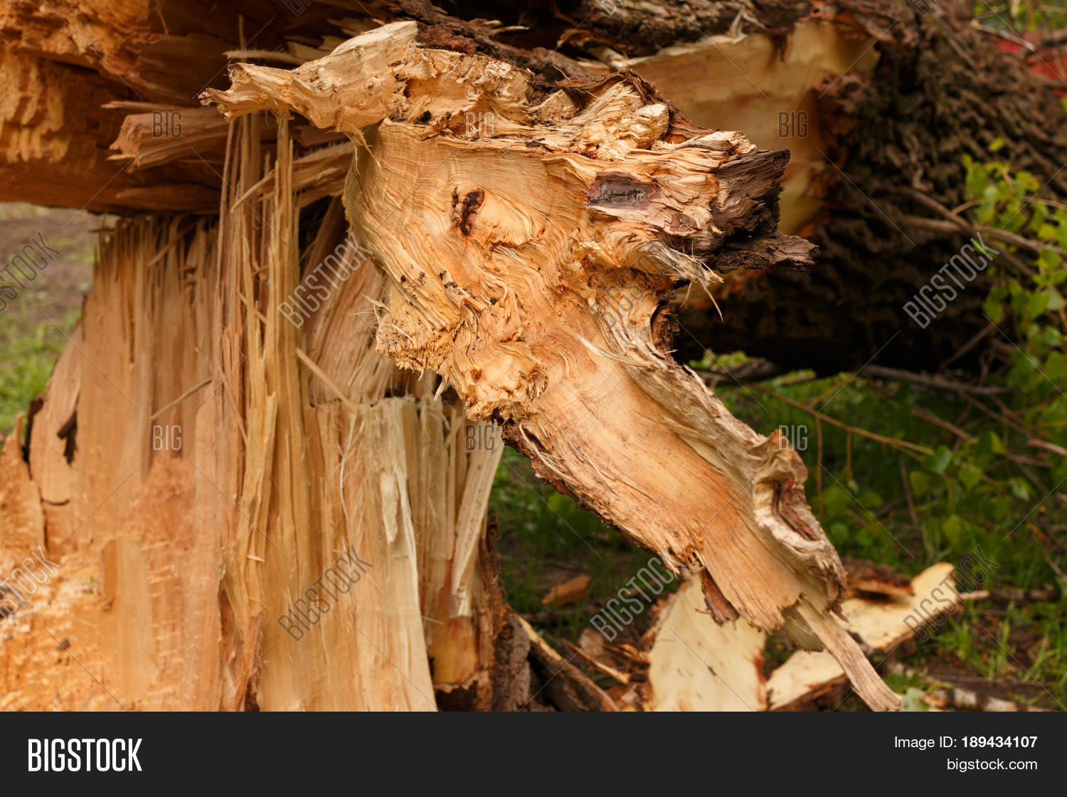 Tree Fallen By Storm Image & Photo (Free Trial) | Bigstock