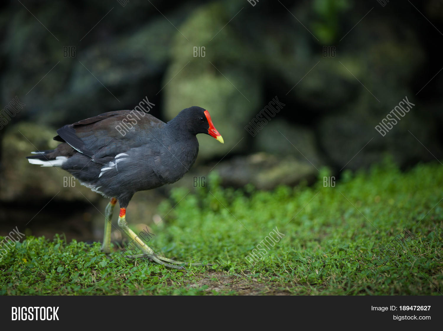 Imagen y foto Black Bird Red Beak (prueba gratis) | Bigstock