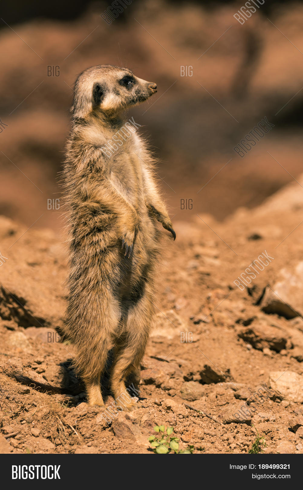 Single Male Surikata Image & Photo (Free Trial) | Bigstock