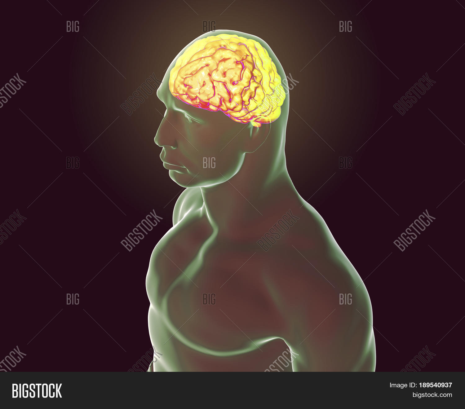 Human Brain Inside Image & Photo (Free Trial) | Bigstock