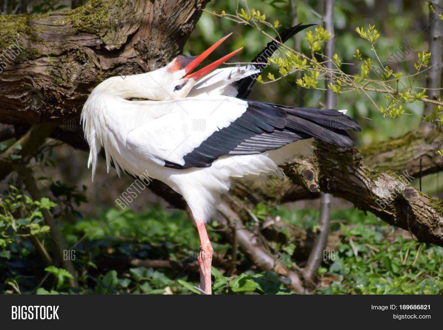 One Storks Wood Front Image & Photo (Free Trial) | Bigstock
