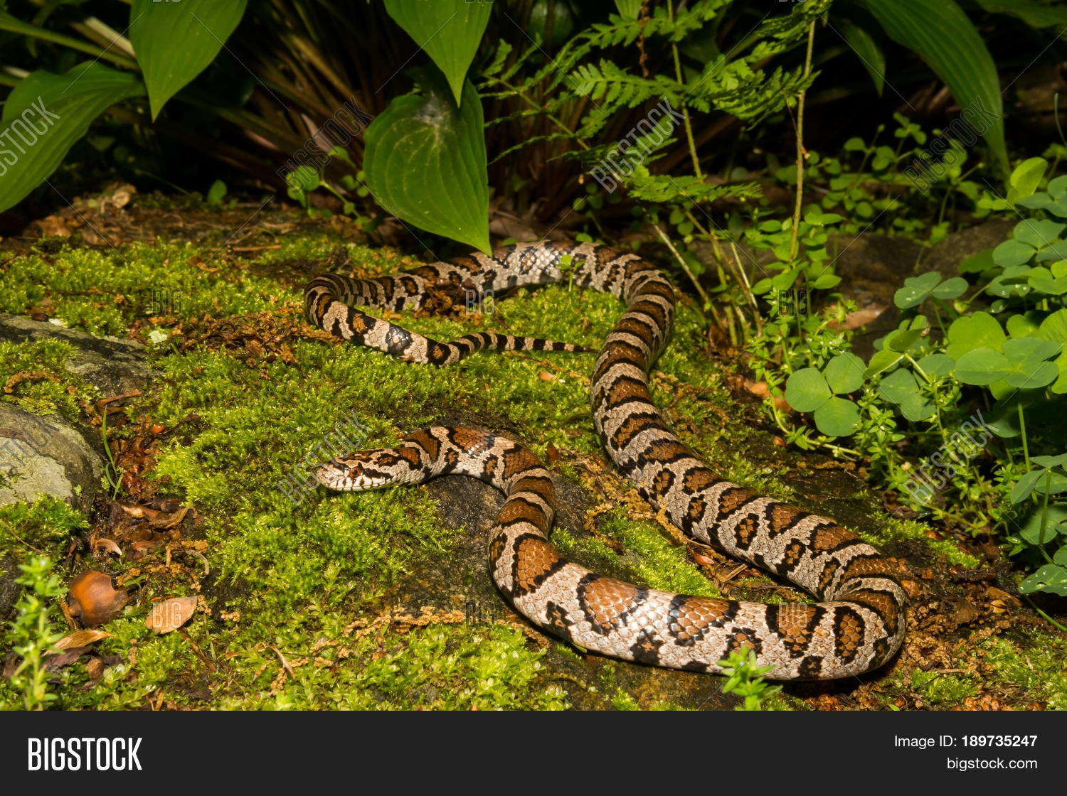 Imagen y foto Eastern Milk Snake (prueba gratis) | Bigstock
