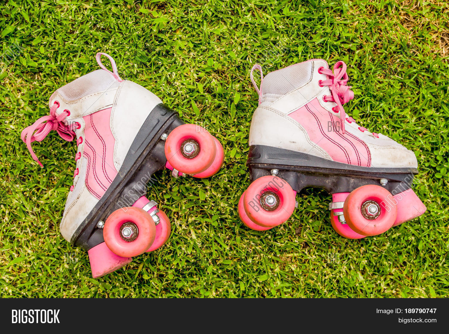 Beautiful Pink Roller Image & Photo (Free Trial) | Bigstock