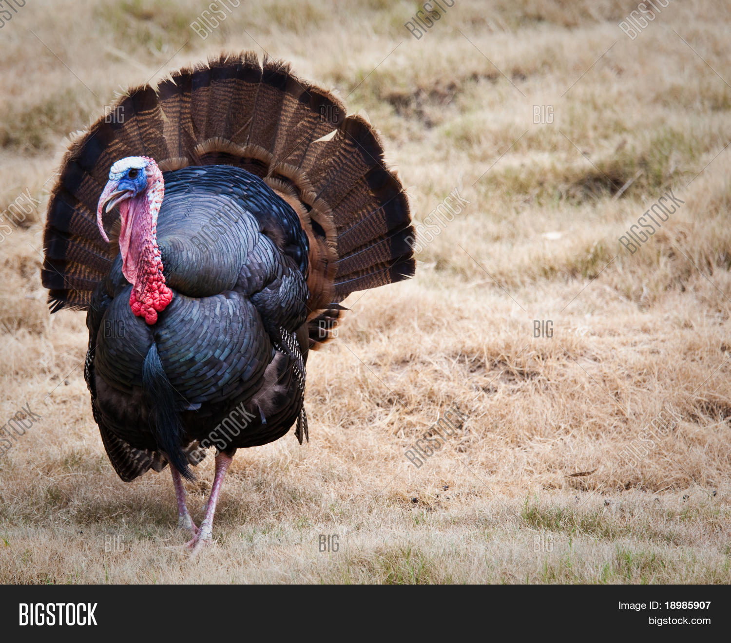 Wild Turkey Open Field Image & Photo (Free Trial) | Bigstock