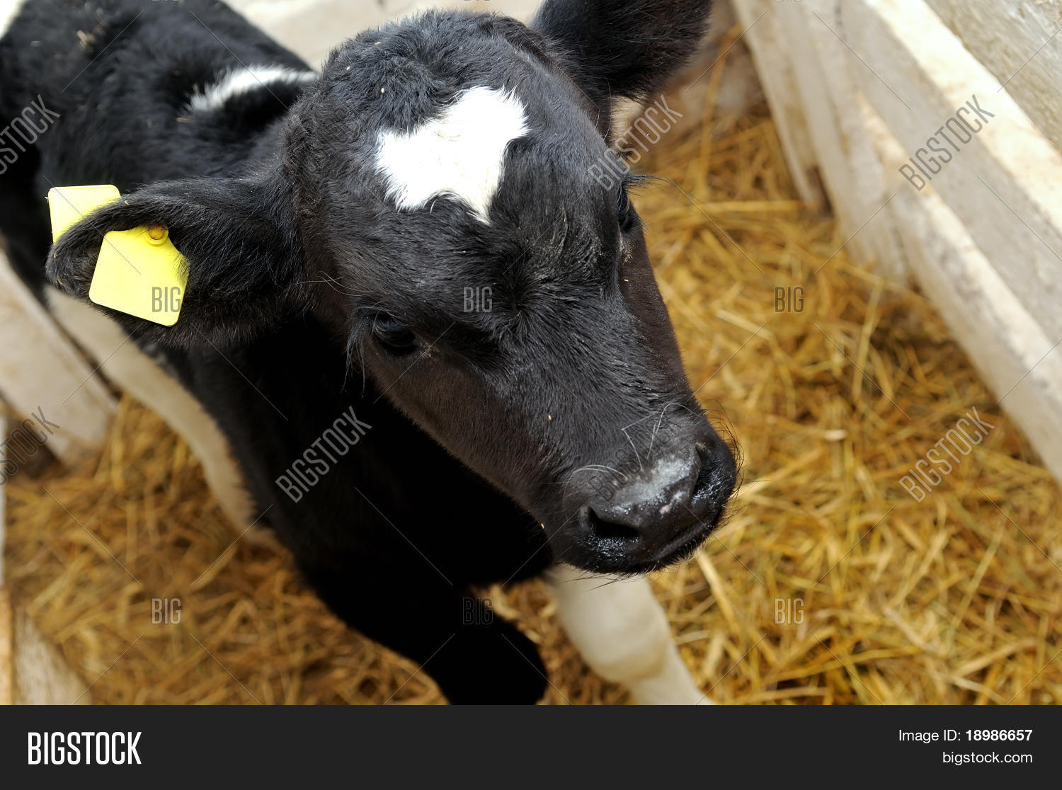 Little Black White Cow Image & Photo (Free Trial) | Bigstock