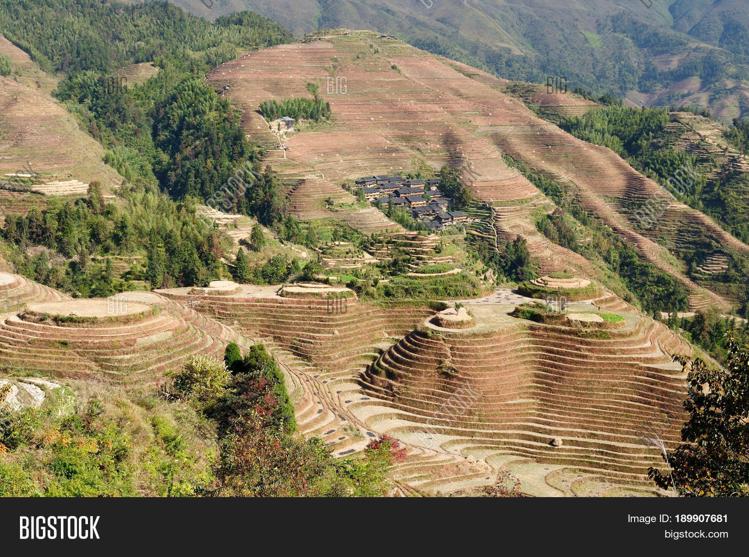 Ancient Beautiful Rice Image & Photo (Free Trial) | Bigstock