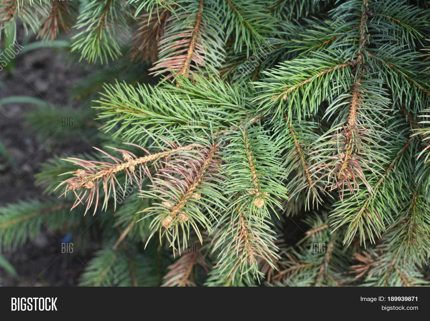 Sun Scald On Evergreen Image & Photo (Free Trial) | Bigstock