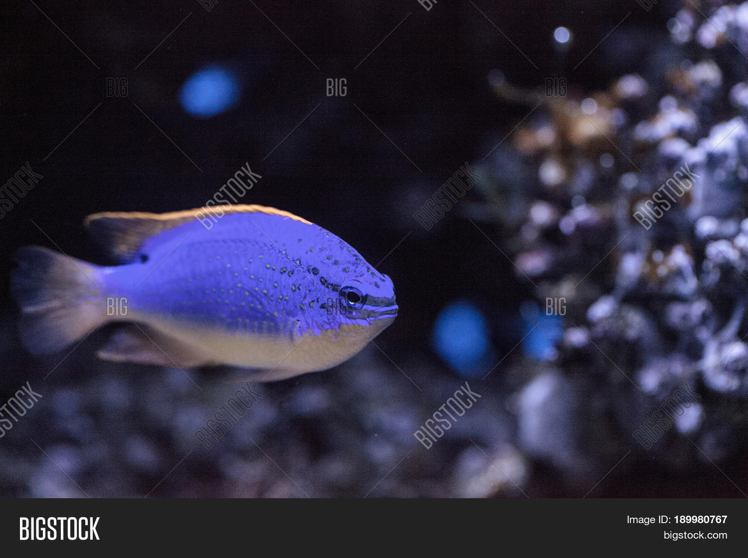 Fiji Blue Devil Image & Photo (Free Trial) | Bigstock