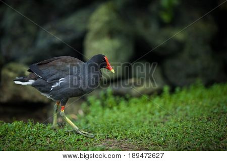 Imagen y foto Black Bird Red Beak (prueba gratis) | Bigstock