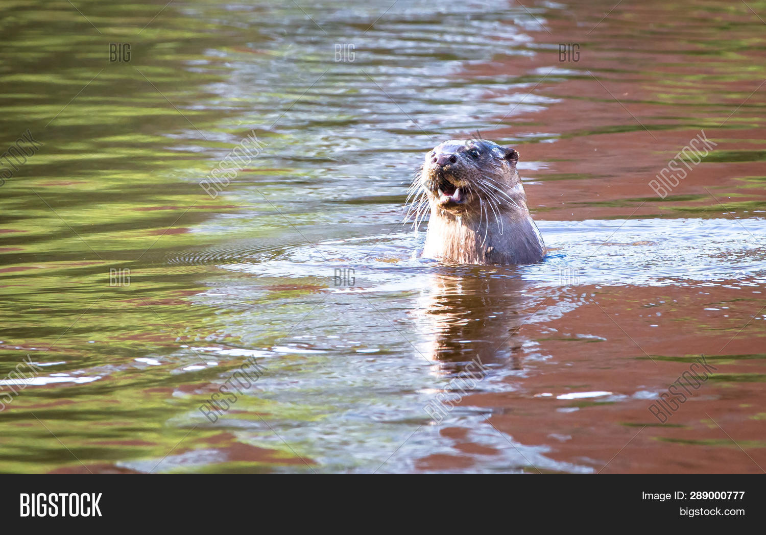 Adult Male (dog) Image & Photo (Free Trial) | Bigstock