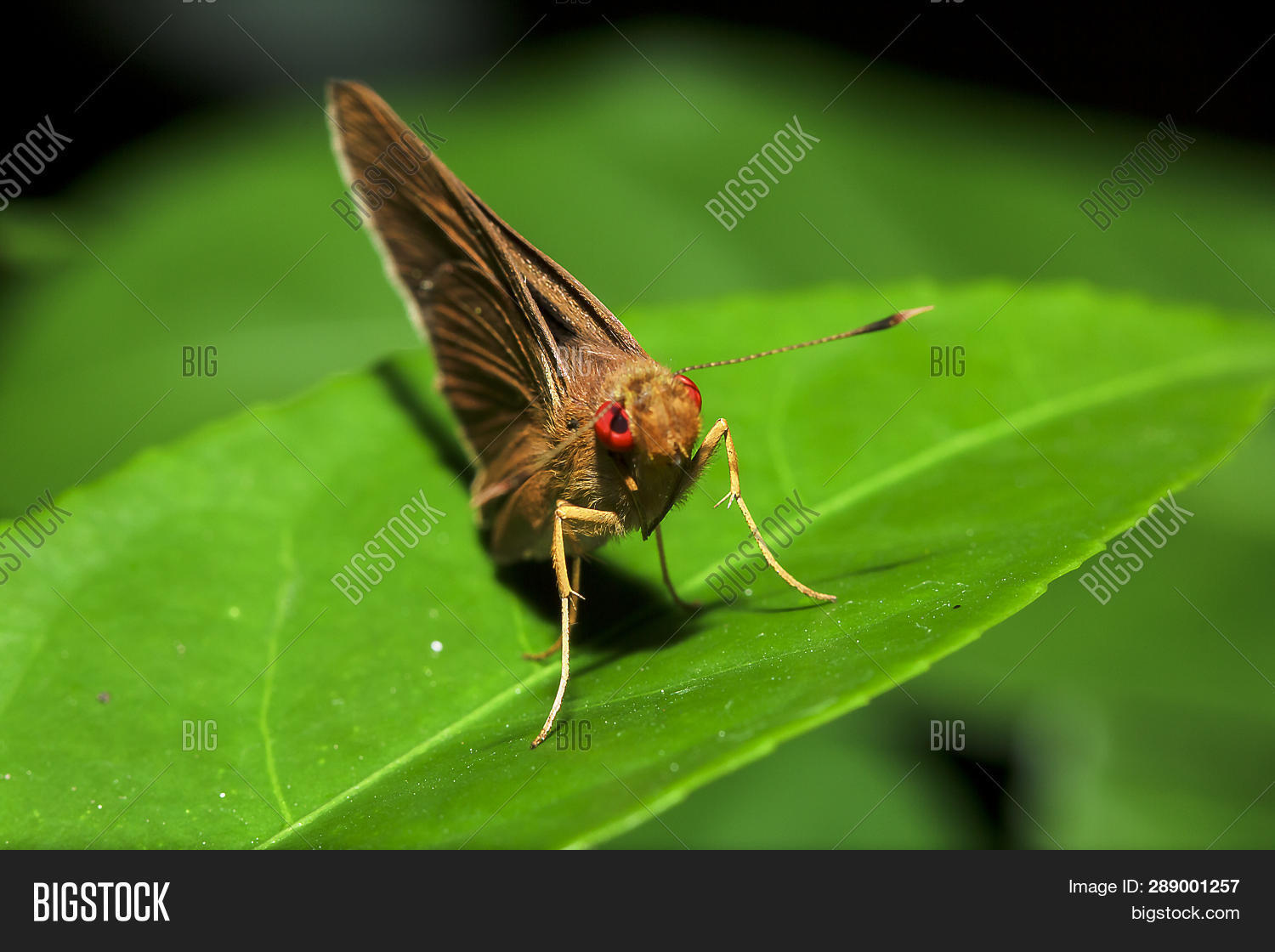 Matapa Aria On Leaves Image & Photo (Free Trial) | Bigstock