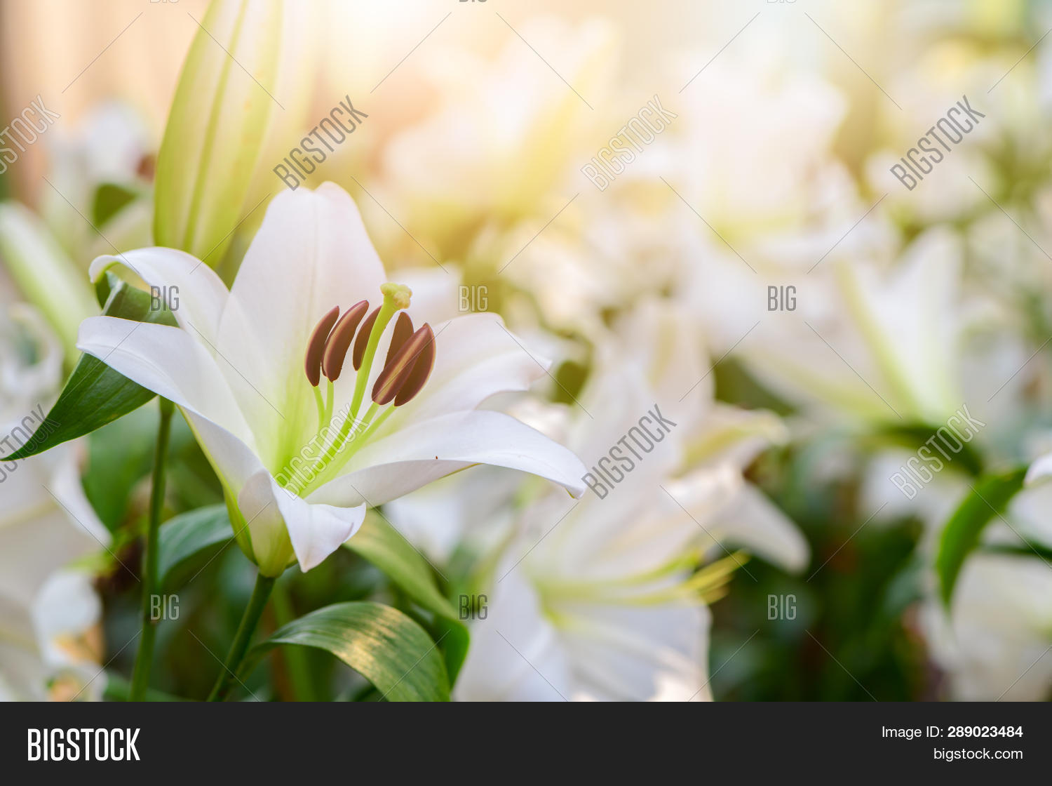 Close White Lilly Image & Photo (Free Trial) | Bigstock
