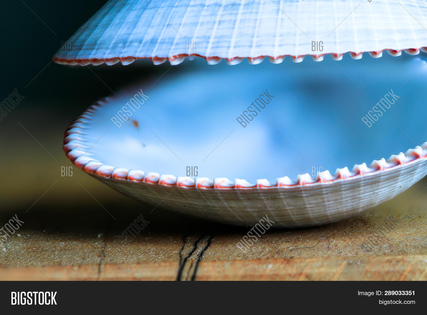 Blue-purple Clam Shell Image & Photo (Free Trial) | Bigstock