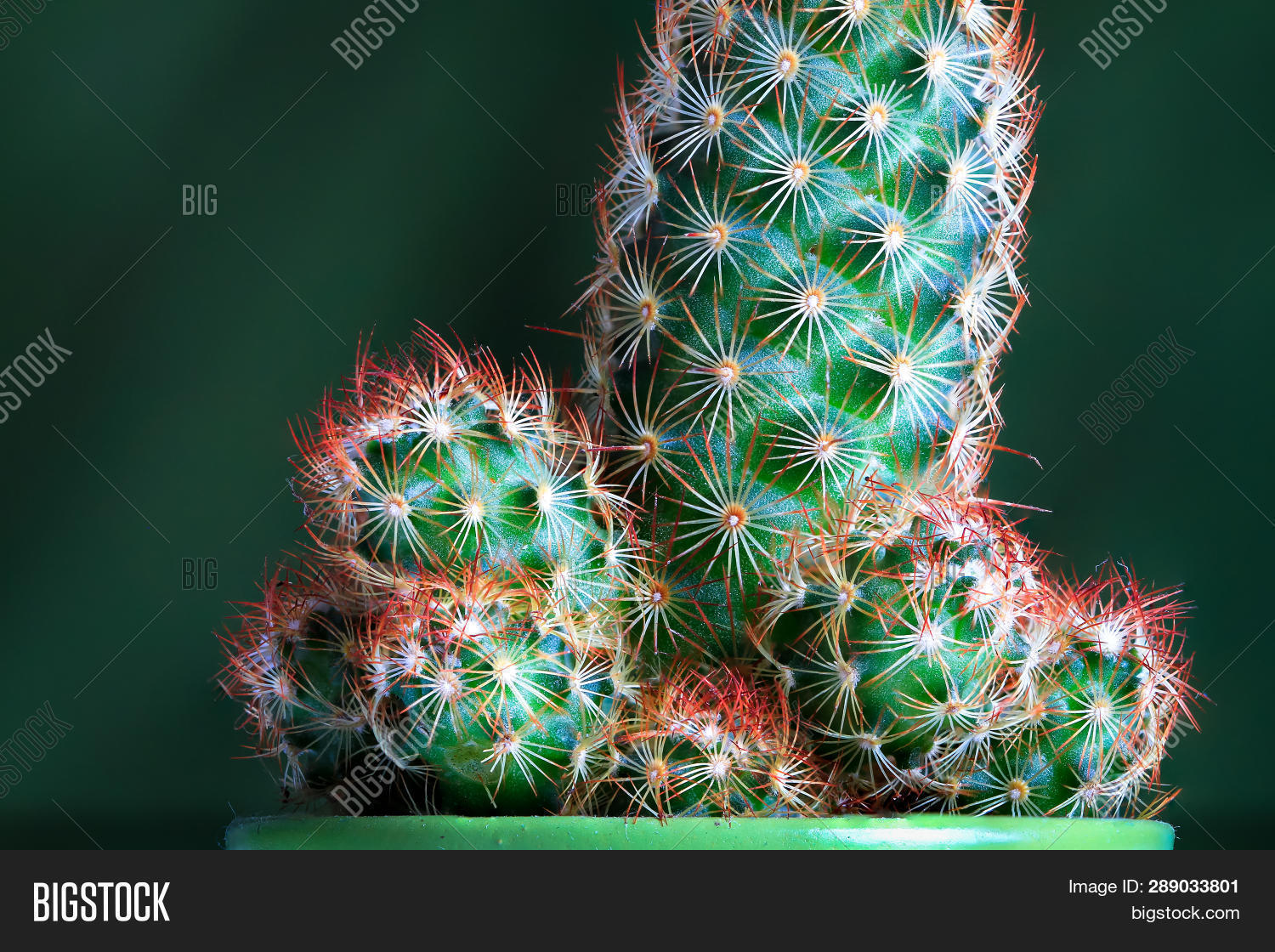 Small Green Cactus Image & Photo (Free Trial) | Bigstock