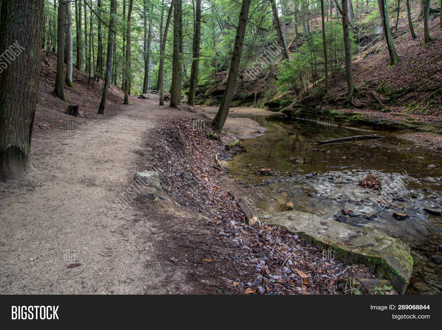 Remote Forest Trail. Image & Photo (Free Trial) | Bigstock
