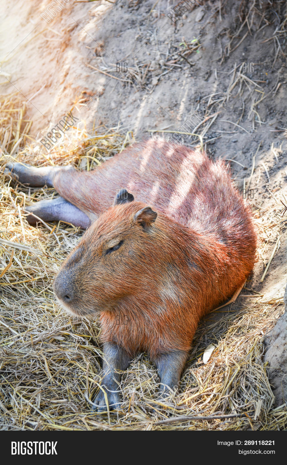 Capybara Lying On Image & Photo (Free Trial) | Bigstock