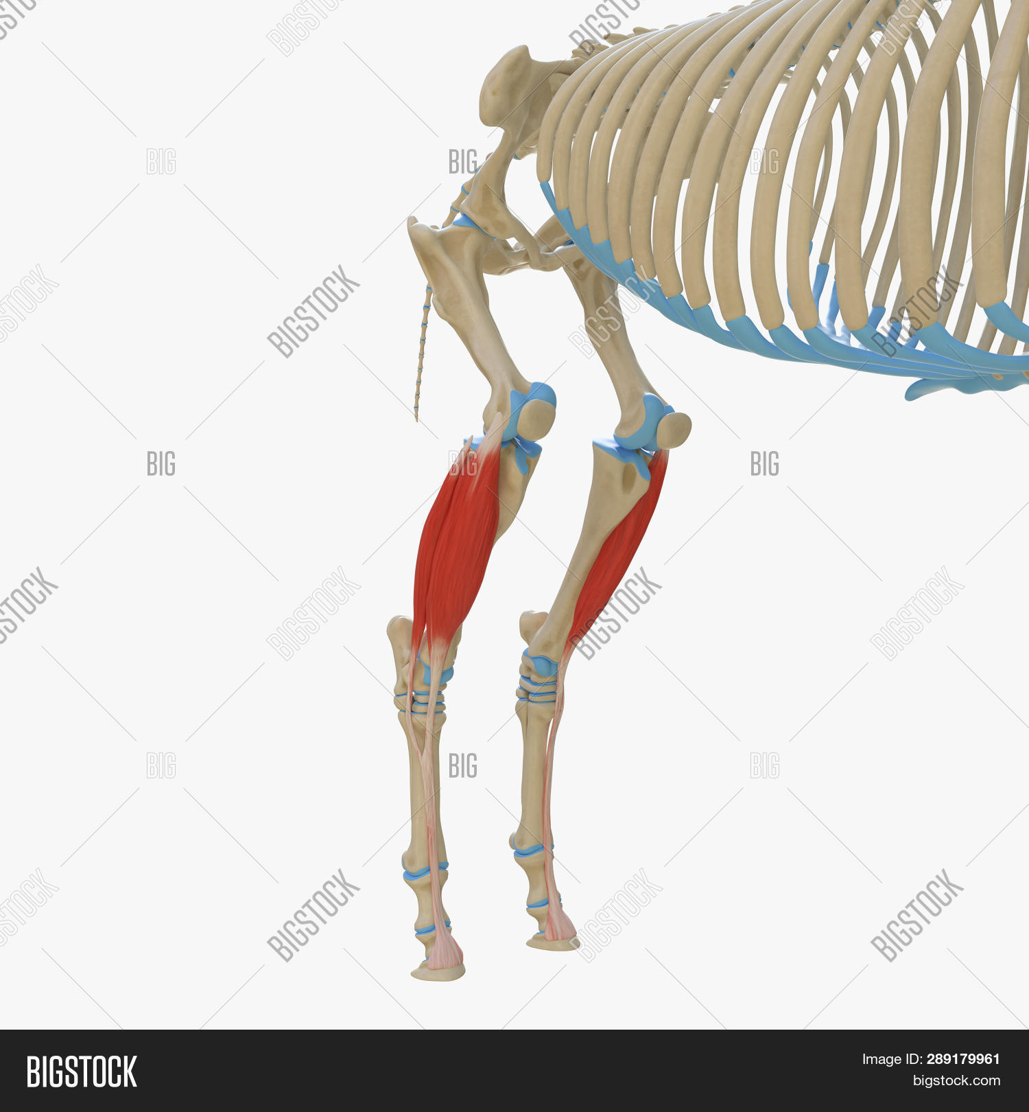 3d Rendered Medically Image & Photo (Free Trial) | Bigstock