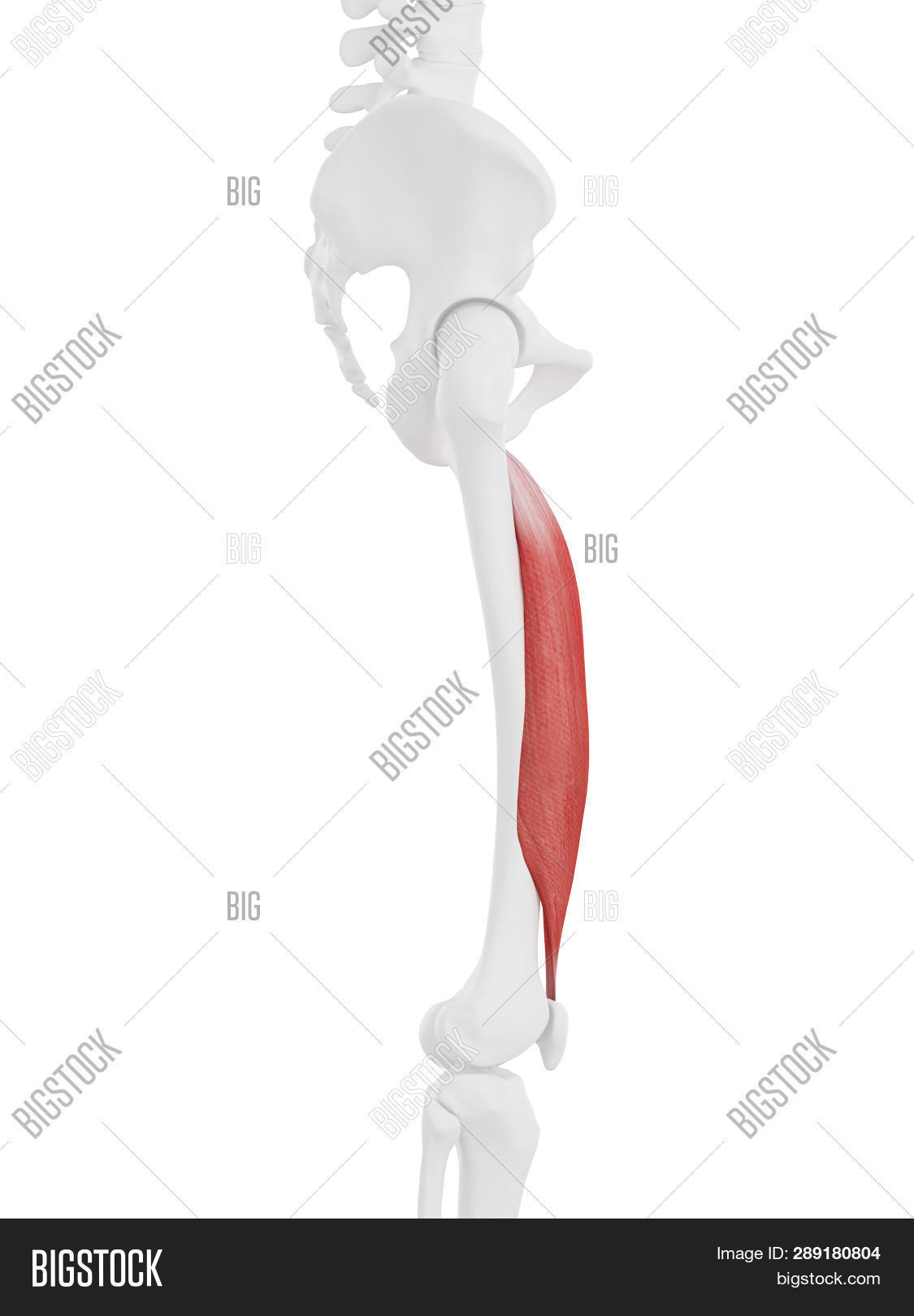 3d Rendered Medically Image & Photo (Free Trial) | Bigstock