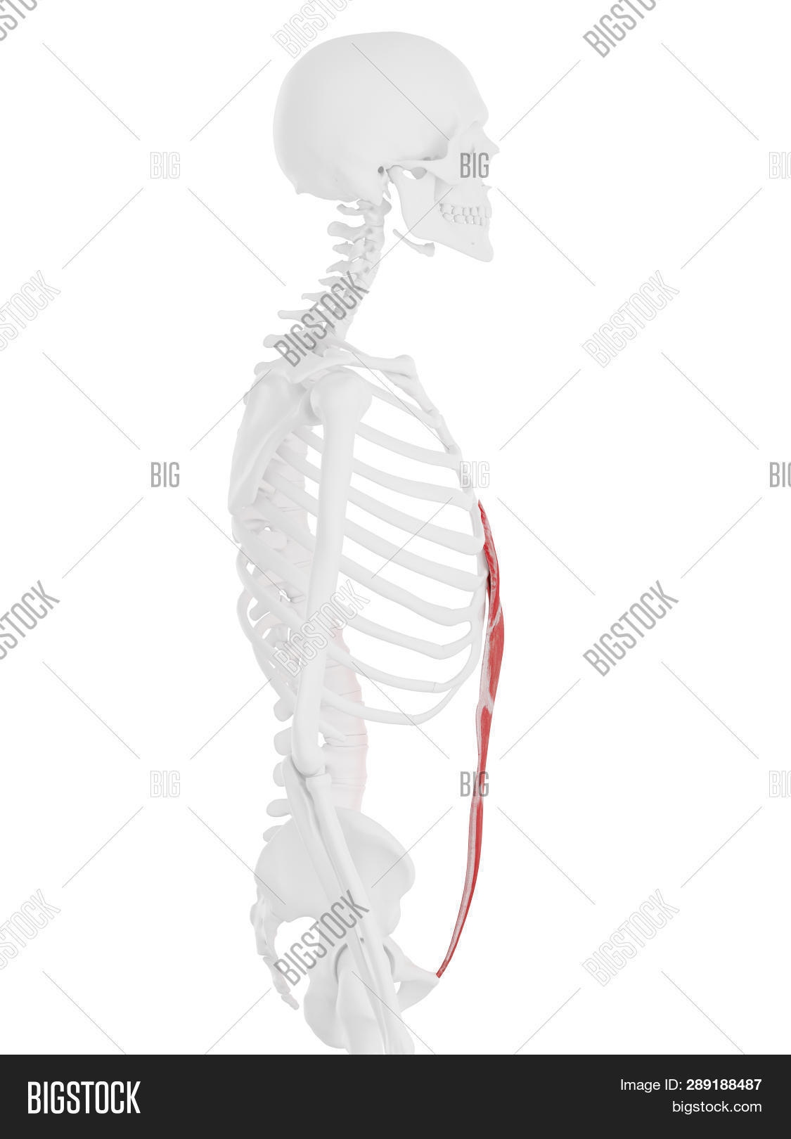 3d Rendered Medically Image & Photo (Free Trial) | Bigstock