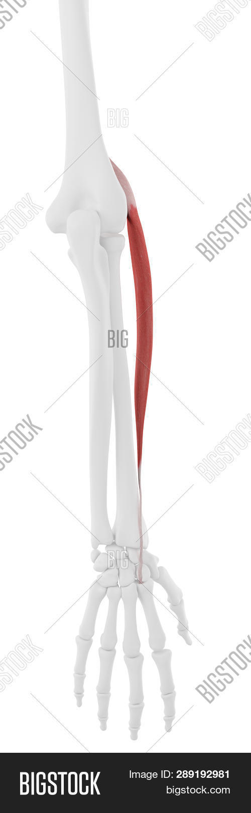 3d Rendered Medically Image & Photo (Free Trial) | Bigstock