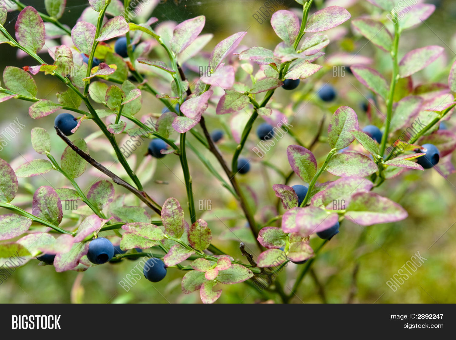 Blueberry Background Image & Photo (Free Trial) | Bigstock