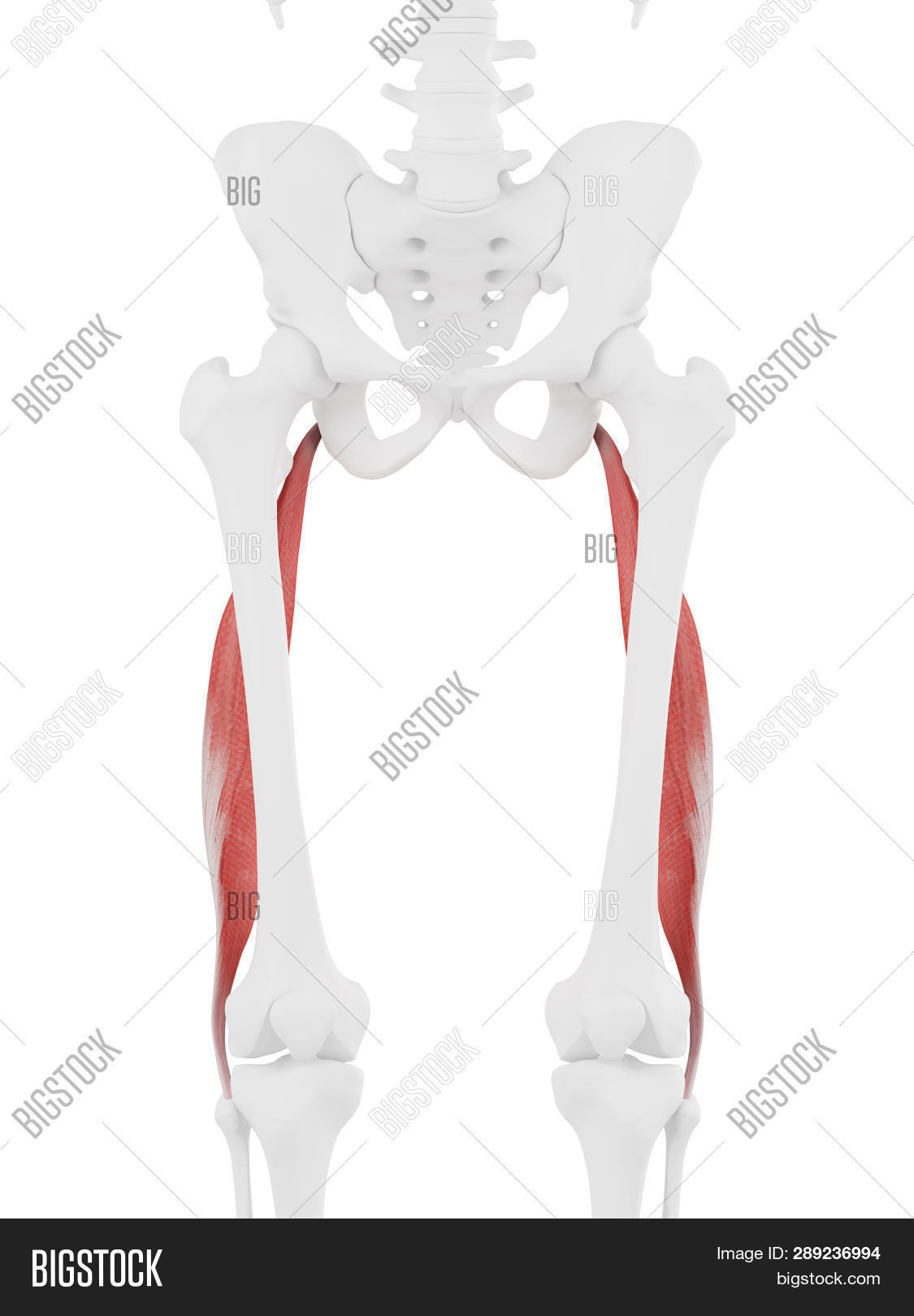 3d Rendered Medically Image & Photo (Free Trial) | Bigstock