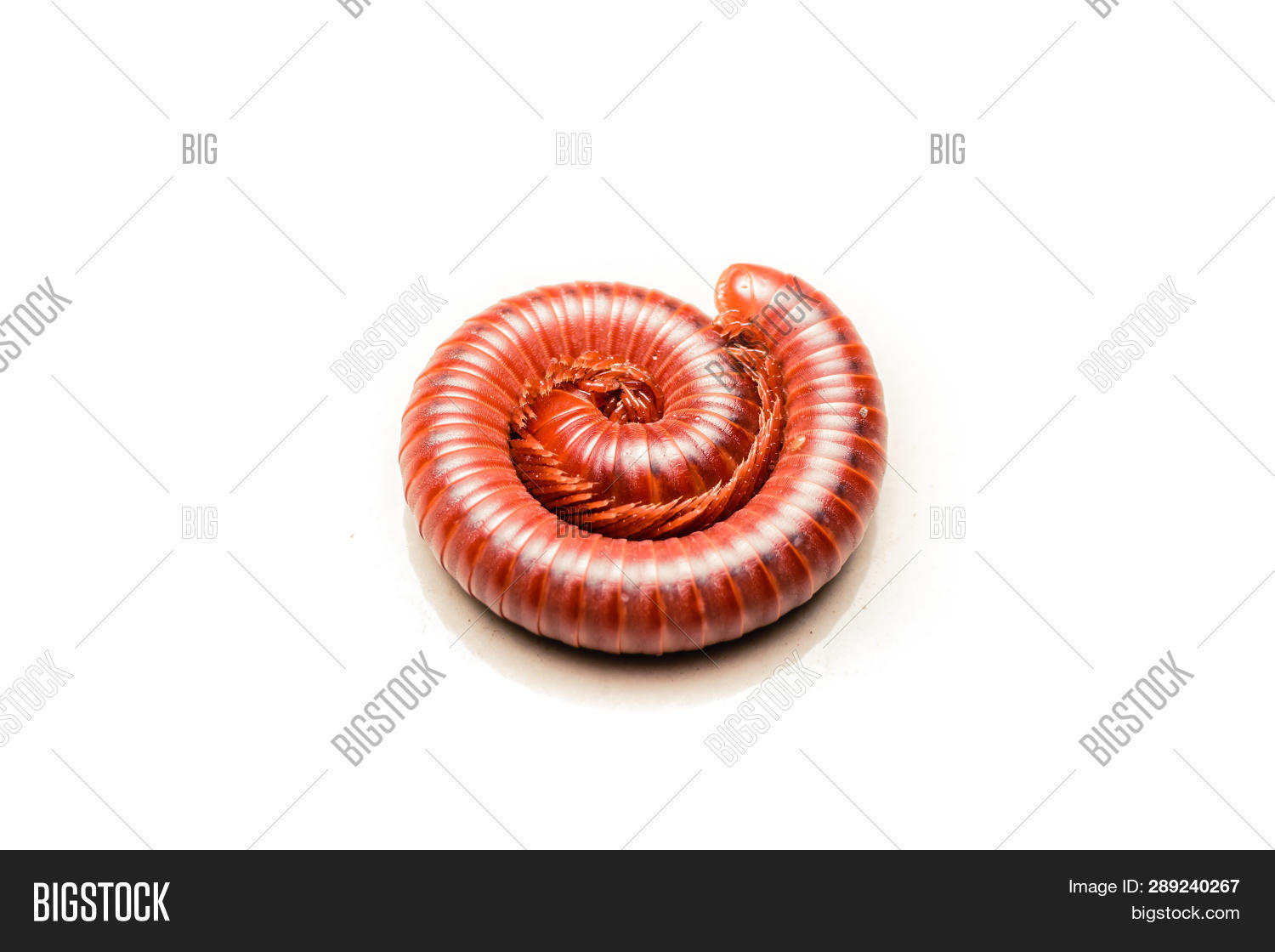 Millipede That Curled Image & Photo (Free Trial) | Bigstock