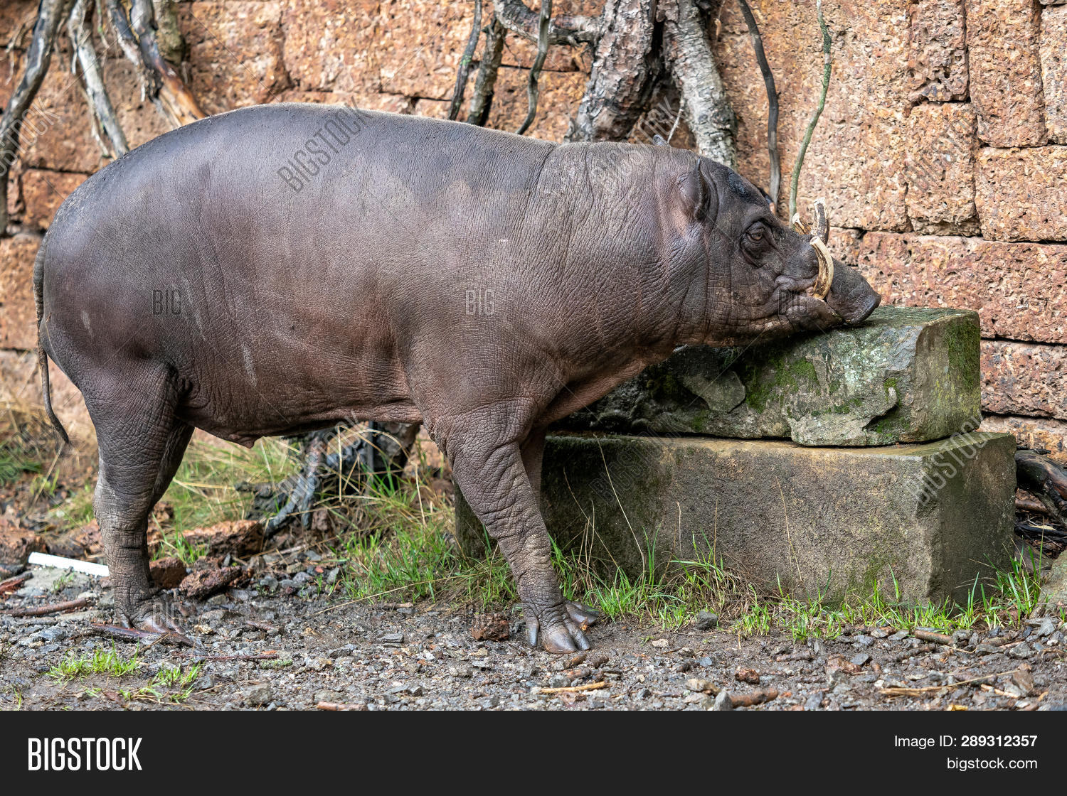 Babirusa Celebes Image & Photo (Free Trial) | Bigstock