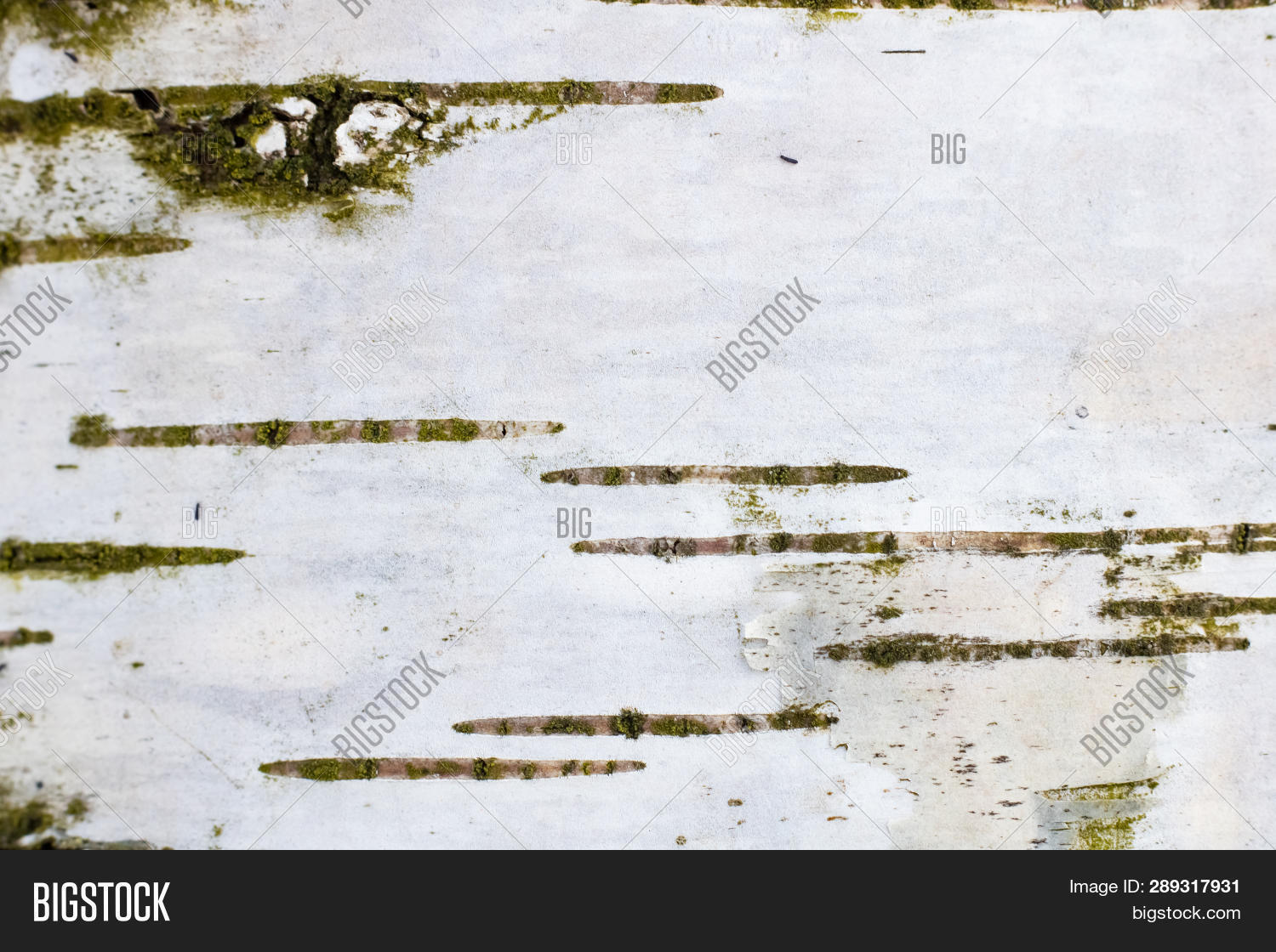 Birch Tree Texture Image & Photo (Free Trial) | Bigstock