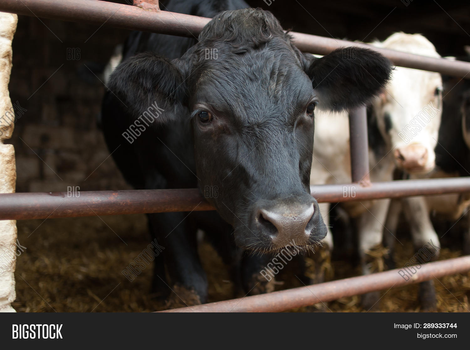 Two Black White Cows Image & Photo (Free Trial) | Bigstock