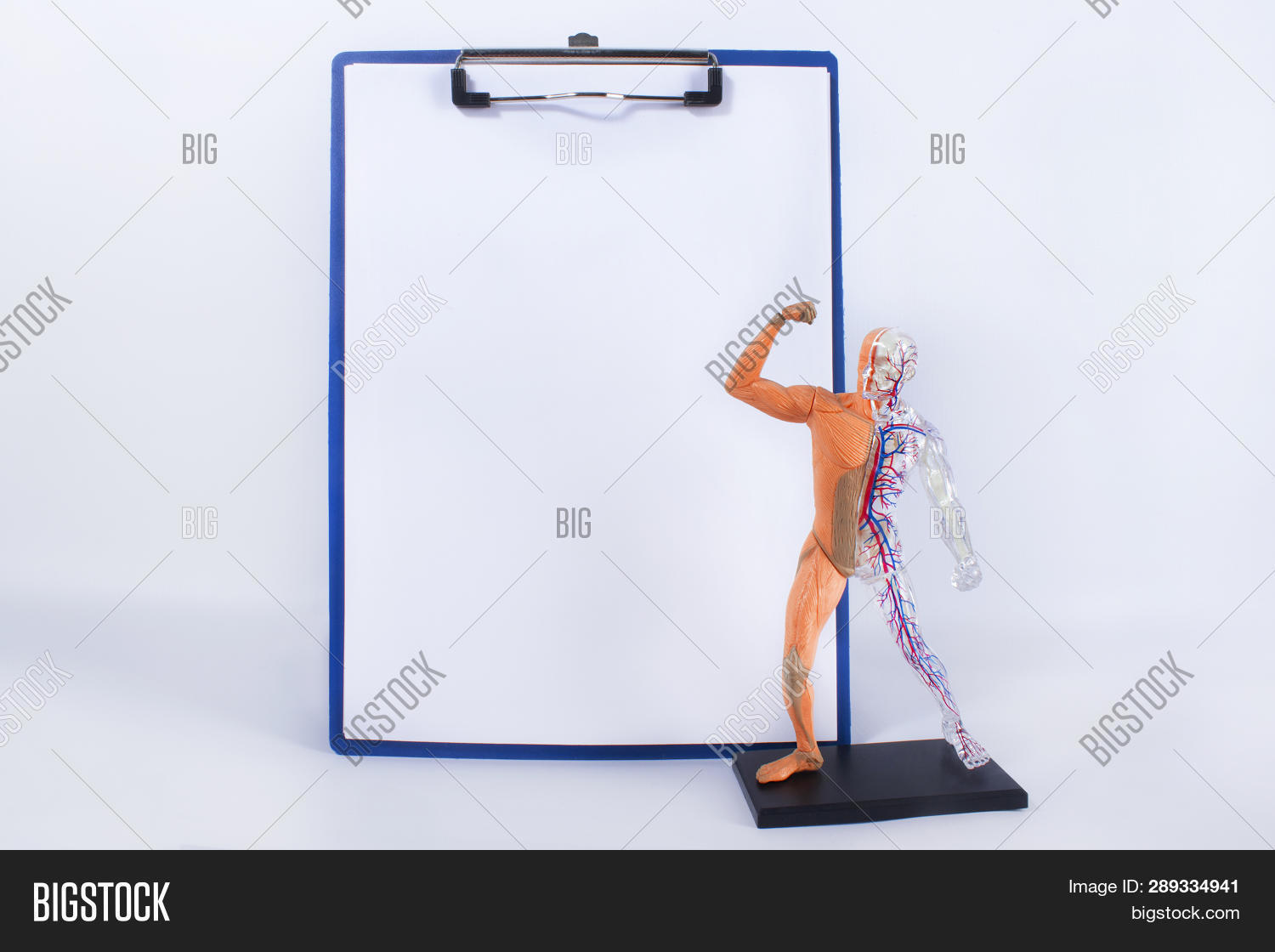 Human Anatomical Model Image & Photo (Free Trial) | Bigstock