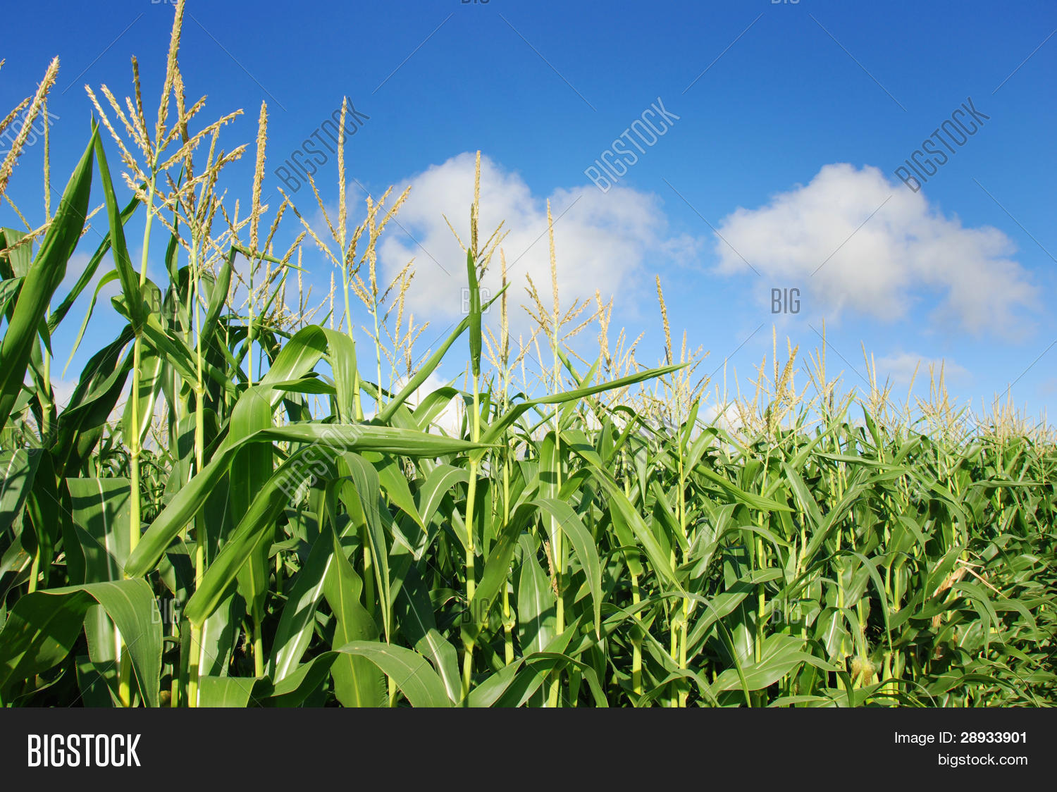 Healthy Maize On Field Image & Photo (Free Trial) | Bigstock