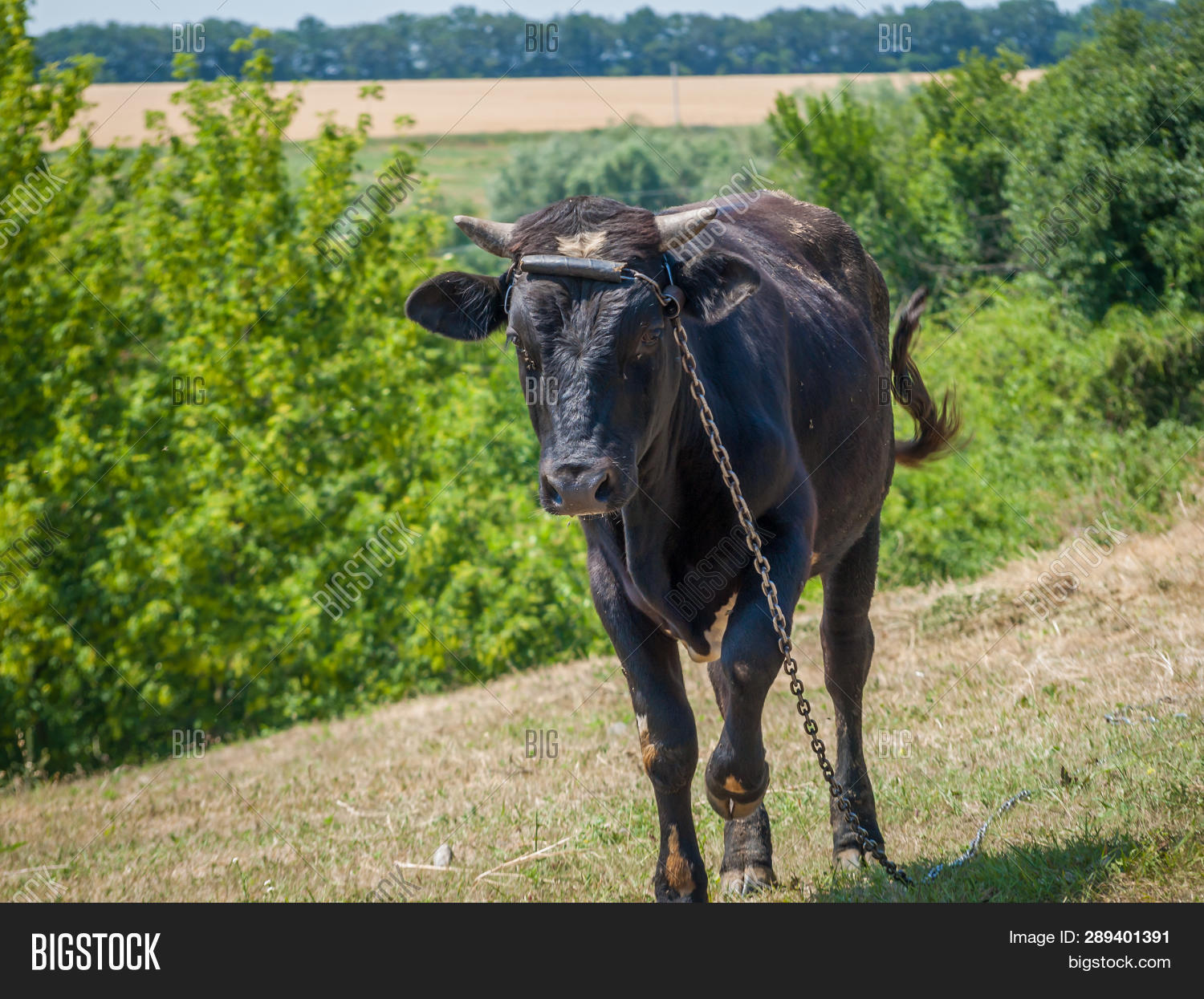 Young Black Bull Tied Image & Photo (Free Trial) | Bigstock