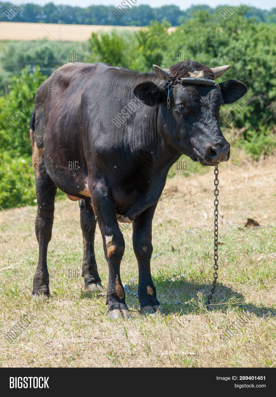 Young Black Bull Tied Image & Photo (Free Trial) | Bigstock