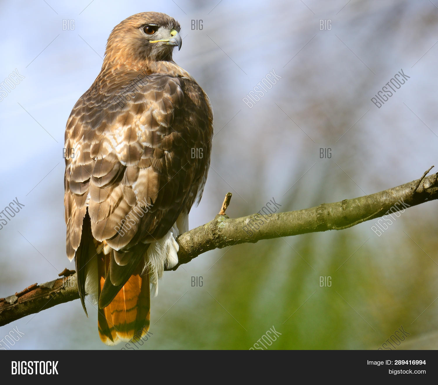 Red-tailed Hawk Image & Photo (Free Trial) | Bigstock