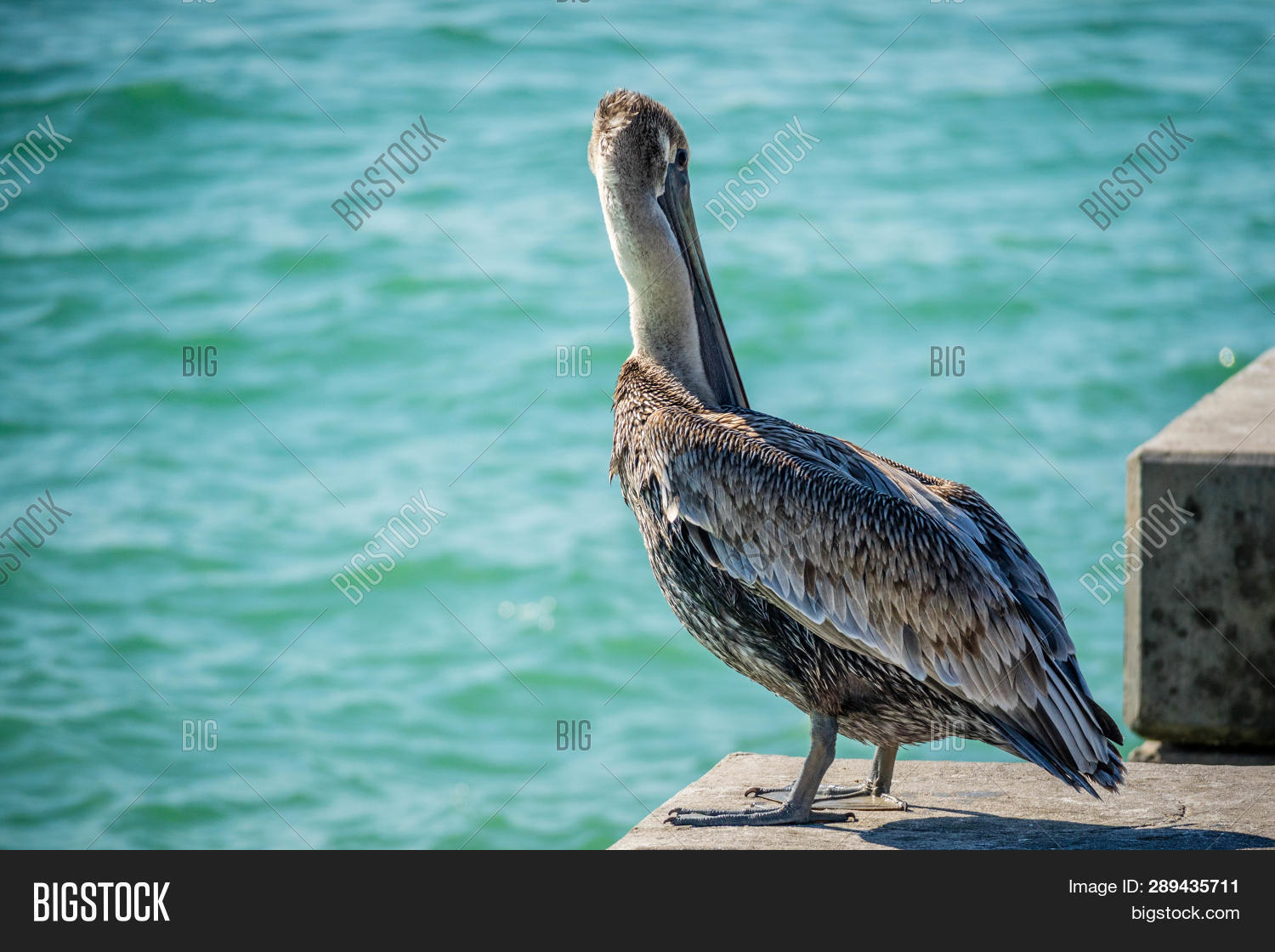 Brown Pelican Swimming Image & Photo (Free Trial) | Bigstock