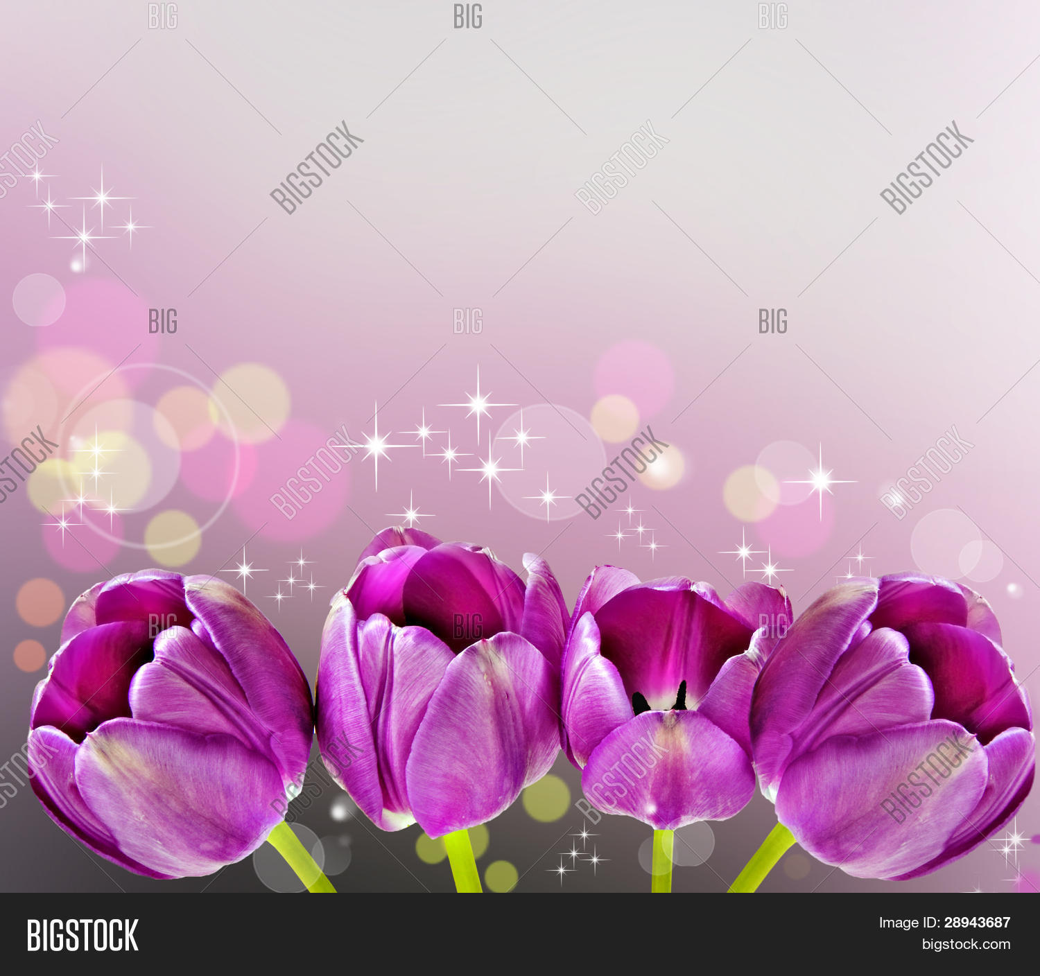 Dark Pink Tulips Image & Photo (Free Trial) | Bigstock