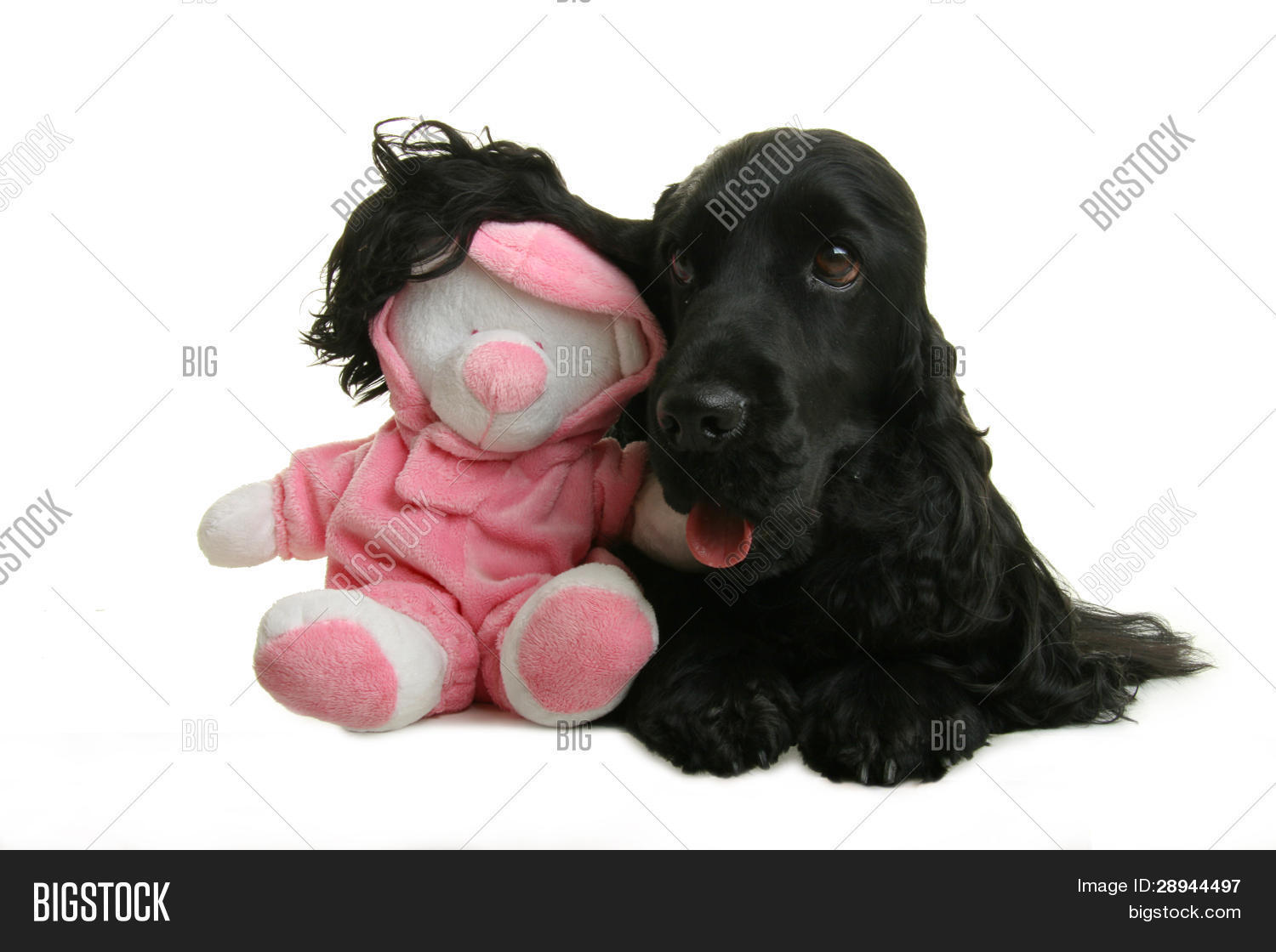 Black Dog Teddy Bear Image & Photo (Free Trial) | Bigstock