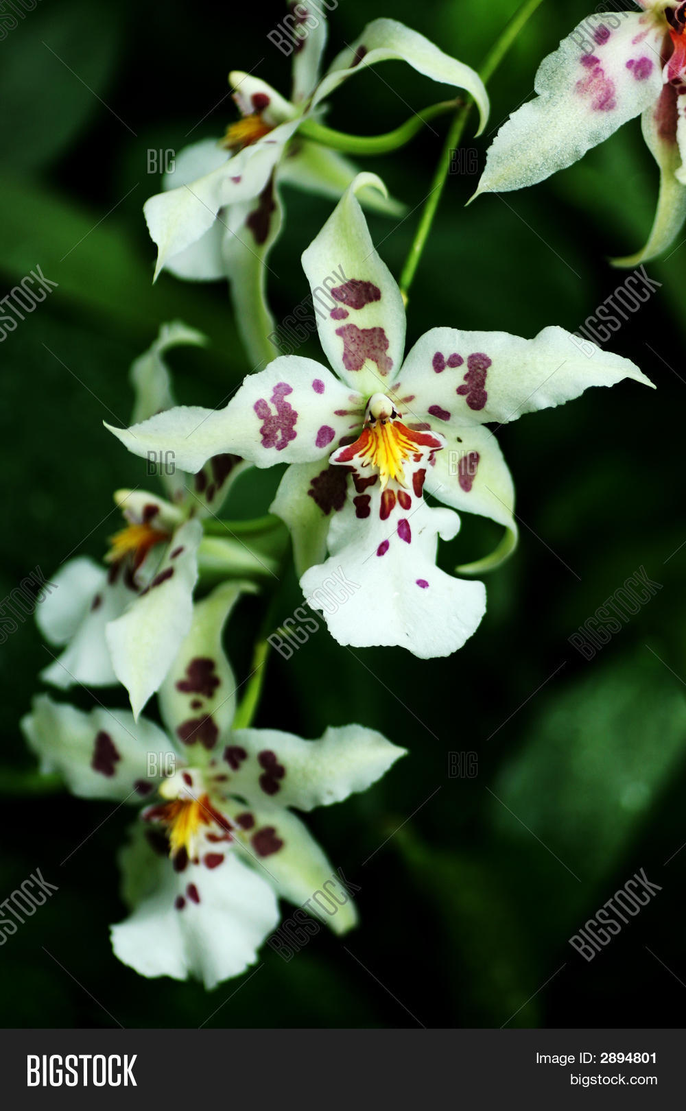 Maroon White Orchids Image & Photo (Free Trial) | Bigstock