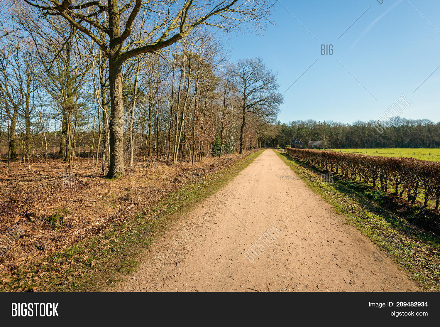 Sandy Road Along Beech Image & Photo (Free Trial) | Bigstock