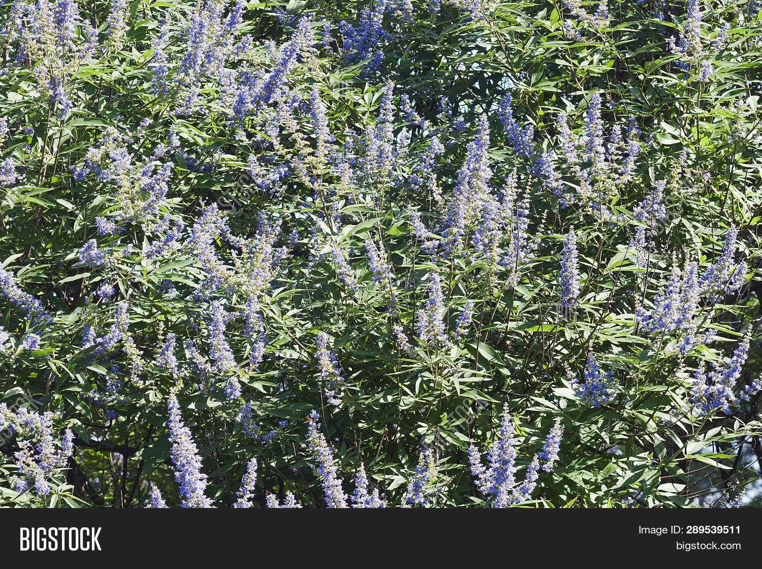 Chaste Tree Blossom Image & Photo (Free Trial) | Bigstock