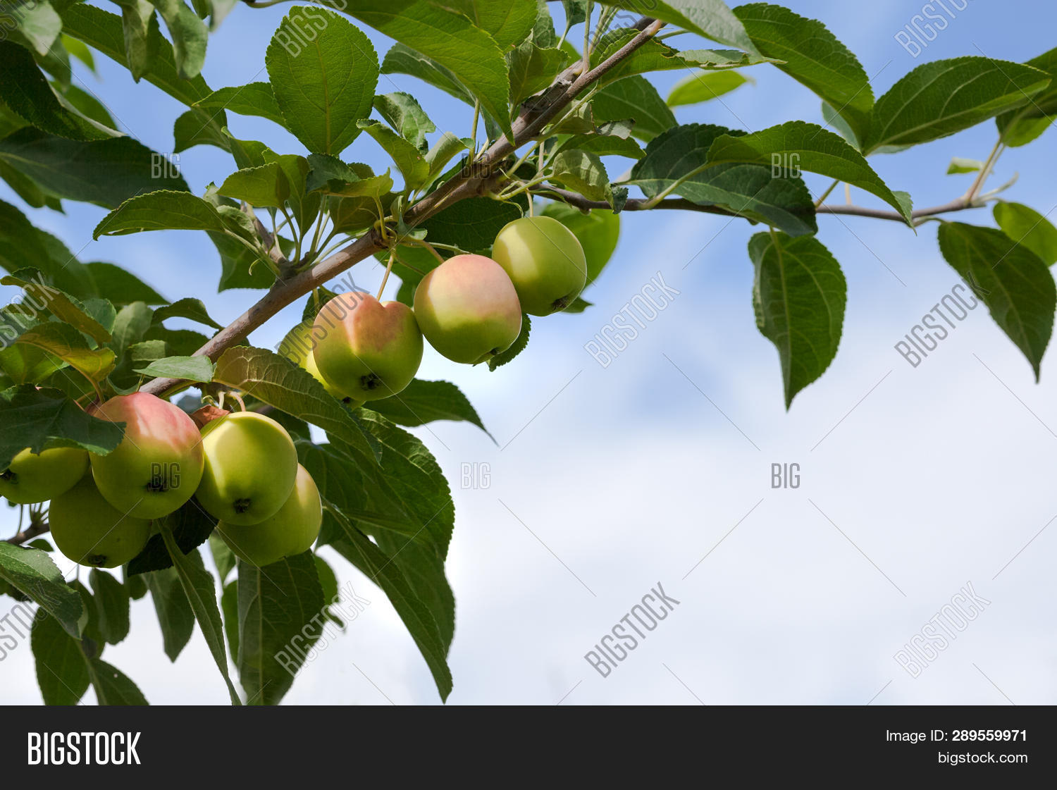 Apple Tree Branch Image & Photo (Free Trial) | Bigstock
